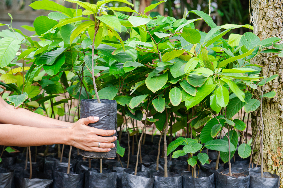 Sustainable logging: a key contributor to carbon reduction